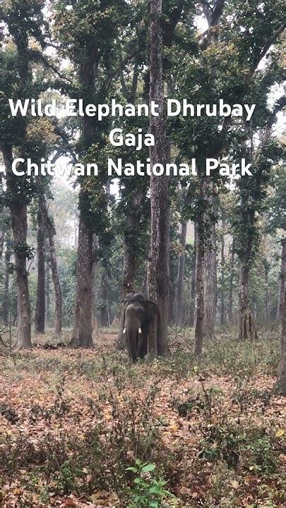 Wild Elephant Dhurbe Gaja Chitwan National Park Nepal Youtube