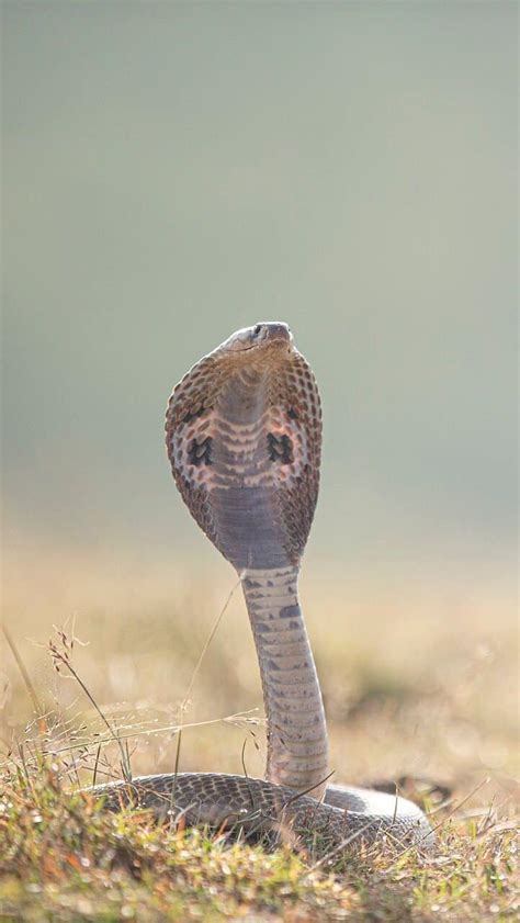 Differences Between King Cobra And Indian Cobra
