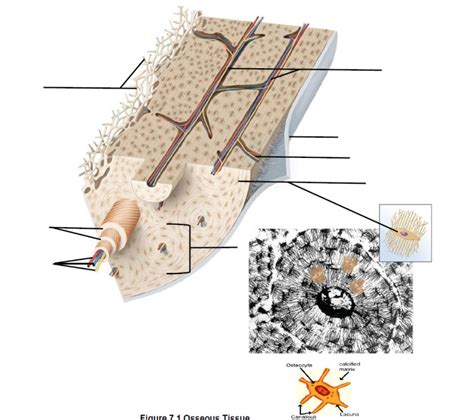 Osseous Tissue Anatomy Diagram Quizlet