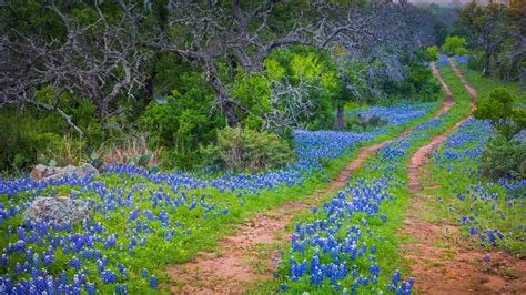 Wildflower Week Bing Wallpaper Download