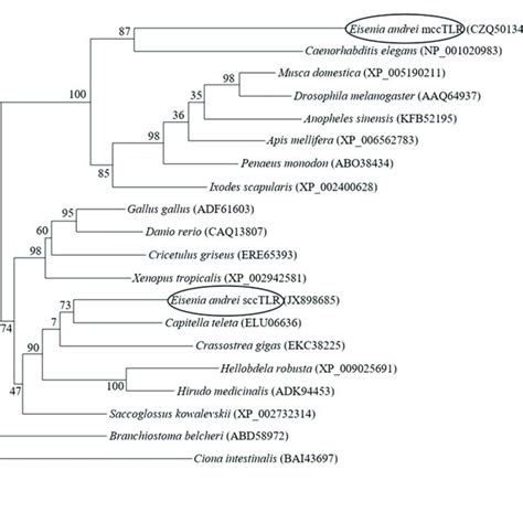maximum likelihood phylogenetic analysis of new multiple cysteine