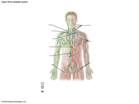 Lesson 7 Regional Lymph Node Locations And Circulation Diagram Quizlet