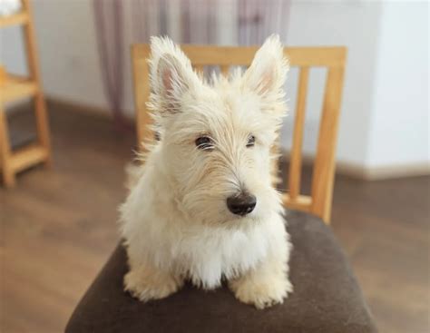 Scottish Terrier Mix White