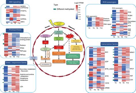 The Drought Response Regulatory Networks Of F Nilgerrensis The Green Download Scientific