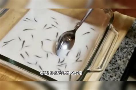 将鱼放牛奶里会养得白白胖胖吗老外亲自尝试结果猝不及防 老外 鱼放 里会