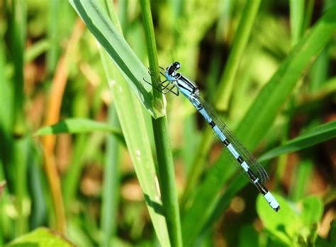 Dragonfly Insect Close Up Free Image Download