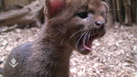 Jaguarundi Kittens Ii Котята ягуарунди 2 Youtube