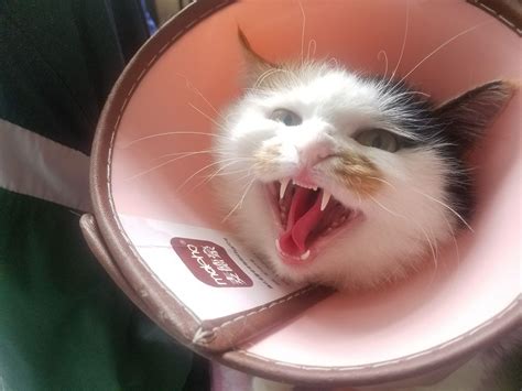 如何评价三花猫性格甜美 知乎