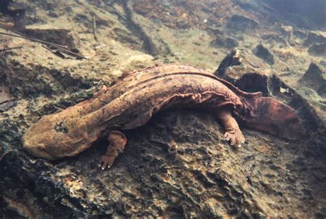 Hellbenders Are Signs Of Healthy Trout Streams Ecoviews Whit Gibbons