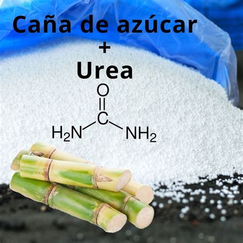 Caña De Azúcar Urea Para El Ganado Pasturas Tropicales Semillas