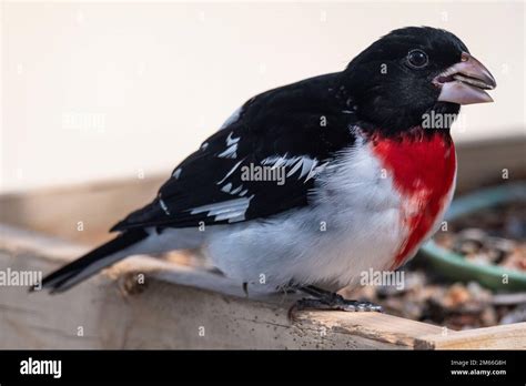 Male Rose Breasted Grosbeak Pheucticus Ludovicianus At Bird Feeder
