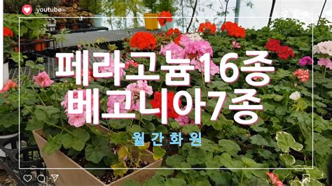 월간화원 🌳페라고늄16종🌸 전화주문☎️ 010 4963 0054🌸멀버리브로치 유니콘먼데이모닝🌸베고니아 6종 멜라노블랕 레드키스🌸초코싱고 무늬싱고니움🌸미니바이올렛🌸트윙클