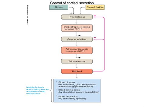 Glucocorticoids And Mineralocorticoids Ppt