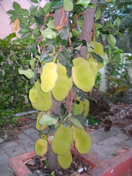 J For Jackfruit Seed Chips