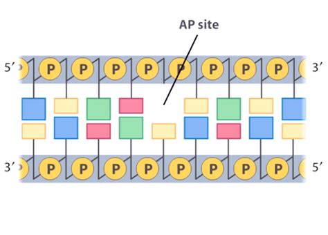 Dna Repair And Recombination Flashcards Quizlet