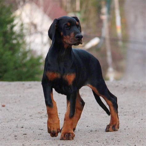 Pride Of Russia Dobrinya On Instagram “2 5 Months Daughter Of Dobrinya