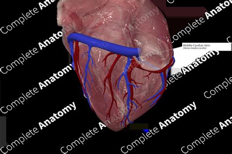 Cardiac Venous Anatomy