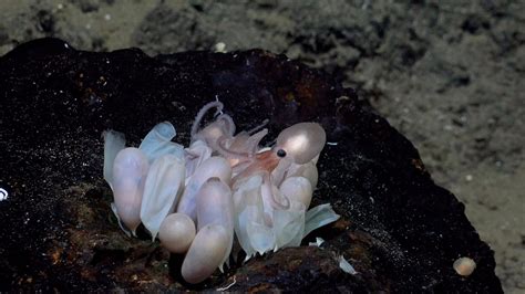 New Octopus Species Discovered 4 New Species Of Deep Sea Octopus Discovered By Rock Called El