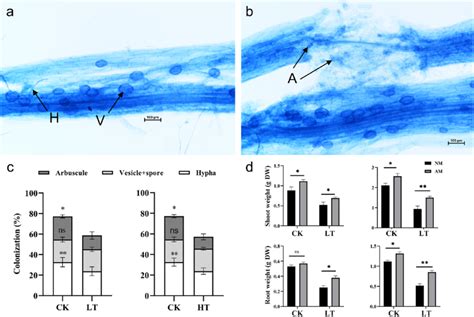 Photomicrographs Of Structural Colonization Of Arbuscular Mycorrhizal Download Scientific