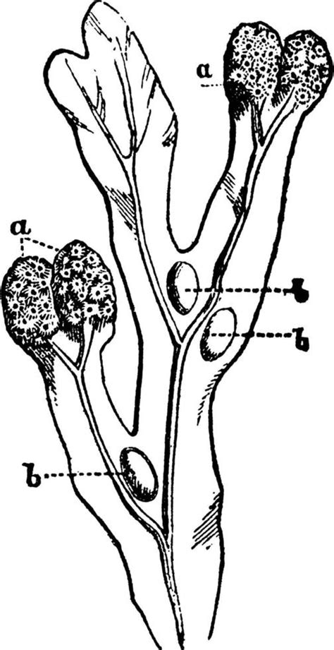 Fucus Vesiculosus Vintage Illustration 13475269 Vector Art At Vecteezy