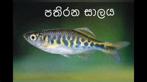 ශ්‍රී ලංකාවට ආවේණික මත්ස්‍ය විශේෂ 🐟 Youtube