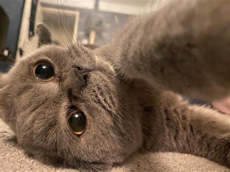 Kitty Selfie Rbritishshorthair