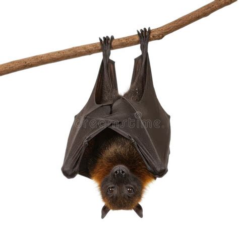 Fruit Bat Hanging Upside Down Isolated On White Background Stock
