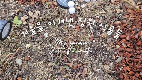겨울을 이겨낸 정원 식물들my Garden Just After Winter Youtube
