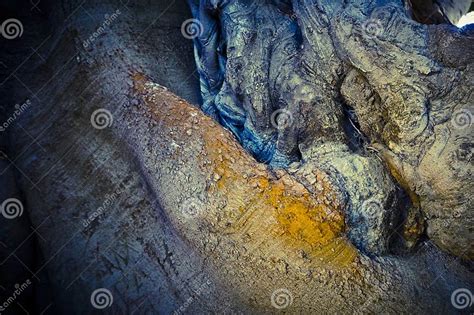 Abstract Structure Of Tree Trunk Stock Image Image Of Autumn Detail 331875247