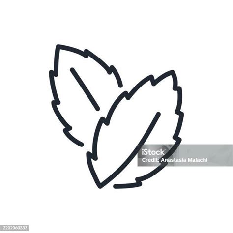 스테비아 편집 가능한 획 개요 아이콘은 흰색 배경 평면 벡터 그림에 격리되어 있습니다 완벽한 픽셀 64 엑스 64 날씬한에 대한 스톡 벡터 아트 및 기타 이미지 Istock