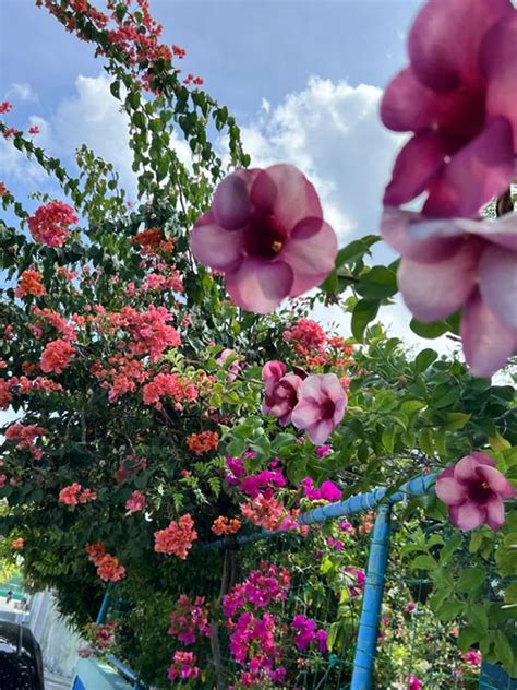 Ответы Тропическое растение Уважаемые определим вид