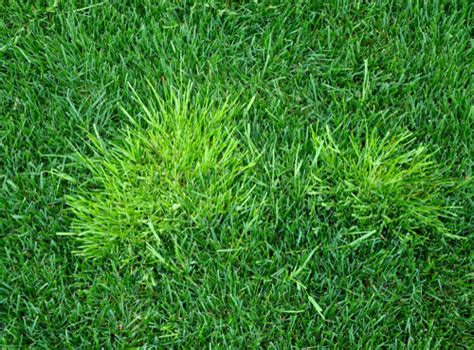 Grass Looking Weed