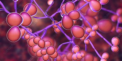 Candida Albicans Yeast And Hyphae Stages Illustration Stock Image