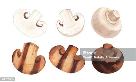 수채화 바베큐 그릴 신선한 샴 피뇽 버섯 세트 손으로 그린 그림은 흰색 배경에 분리되어 있습니다 건강 식품 디자인 포장 카페 레스토랑 요소에 대한 개념에 대한 완벽한 개념