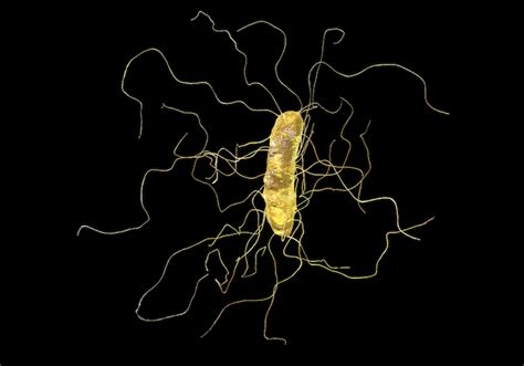 The Making Of Medicine How Feces Can Treat Dangerous Infections The