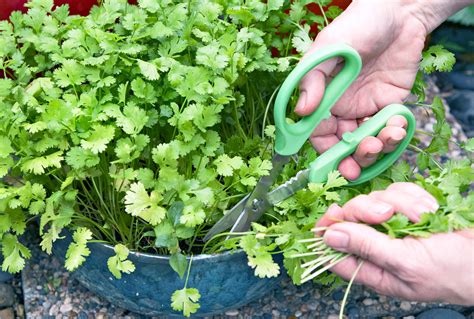 How To Harvest Cilantro From Your Garden