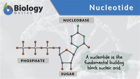 Nucleotide Def 28 1 Nucleotides And Nucleic Acids Chemistry