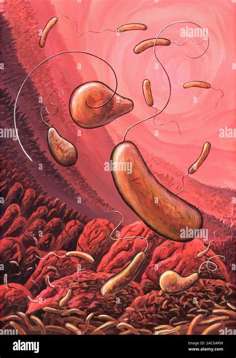 Cholera Bacteria Artwork Of Vibrio Cholerae Bacteria In The Small Intestine These Gram