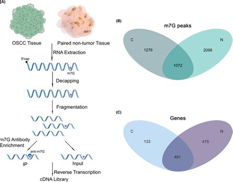 Flow Chart Of The Methylated Rna Immunoprecipitation Sequencing Download Scientific Diagram