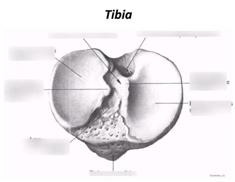 Schaubild „os Tibia Superior View“ Quizlet