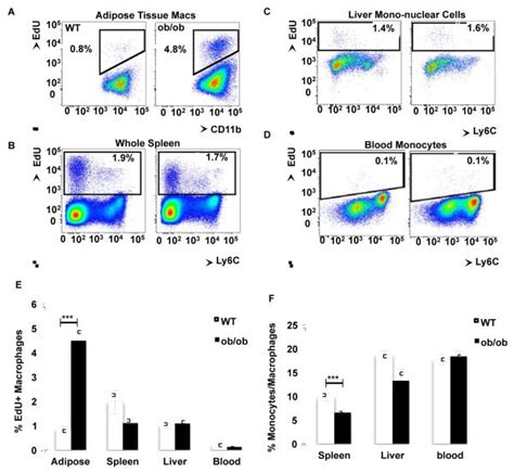 Local Proliferation Of Macrophages Contributes To Obesity Associated Adipose Tissue Inflammation