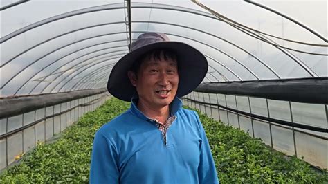 황금알농법 참외 흰가루병 노균병 잿빛곰팡이 열과방지 물참외 등쿨썩음병 시들음병 색내기 당도 엽면시비 설탕 Youtube