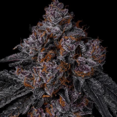 Permanent Marker Genetika