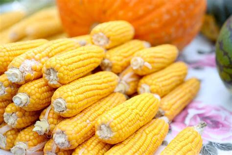 Хүнсний ногооны хэрэгцээний 82 хувийг дотоодоос хангах боломж бүрджээ