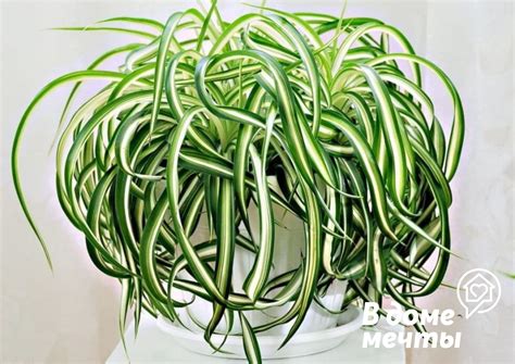 Неприхотливый хлорофитум — самый декоративный и простой в выращивании комнатный цветок Spider