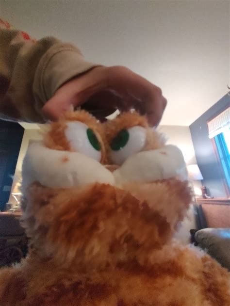 Garble Wilding Fat Orange Cat Cute Cats And Kittens Orange Cat