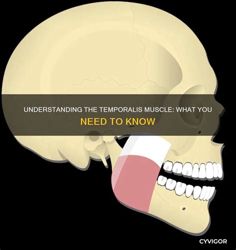 Understanding The Temporalis Muscle What You Need To Know Cyvigor