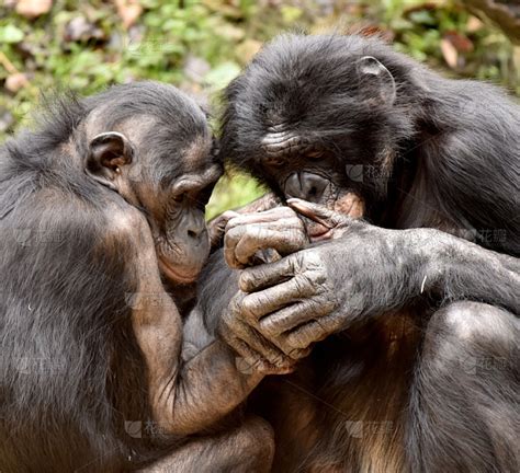 倭黑猩猩群体