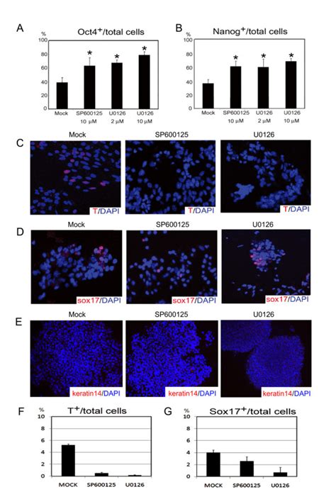 both inhibitors of jnk and erk retarded es differentiation after