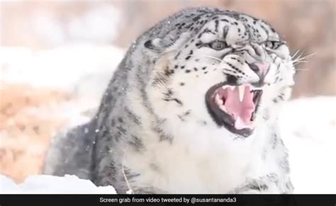 Close Up Video Of Snow Leopard One Of The Most Elusive Big Cats Stuns